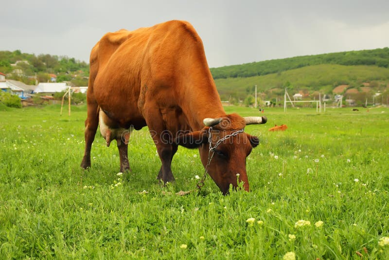 Cow on meadow stock photo. Image of pasturage, animals - 40398280