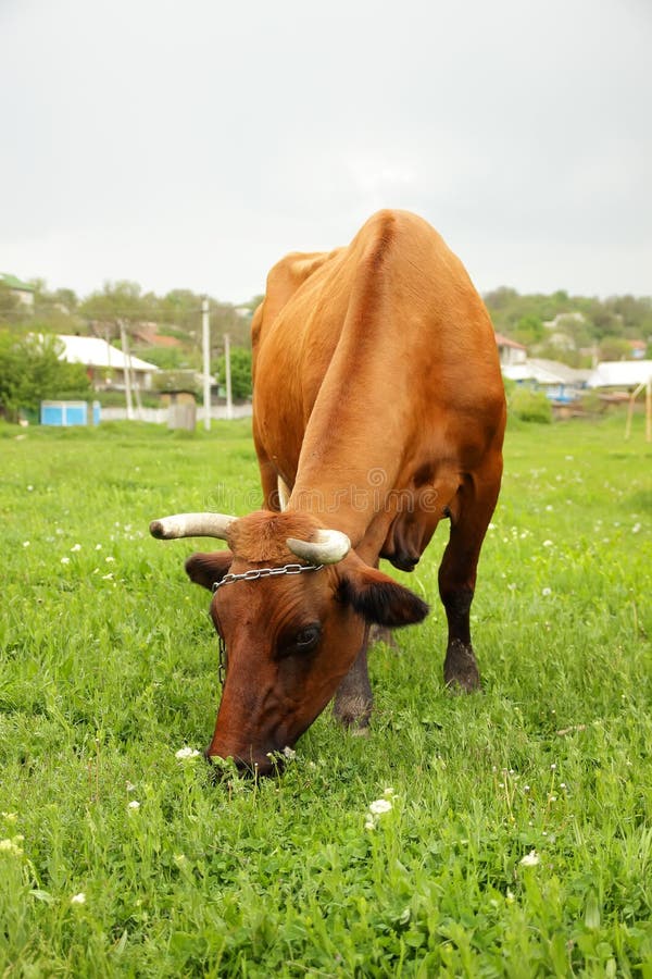 Cow on meadow stock photo. Image of field, grass, meadow - 40398286