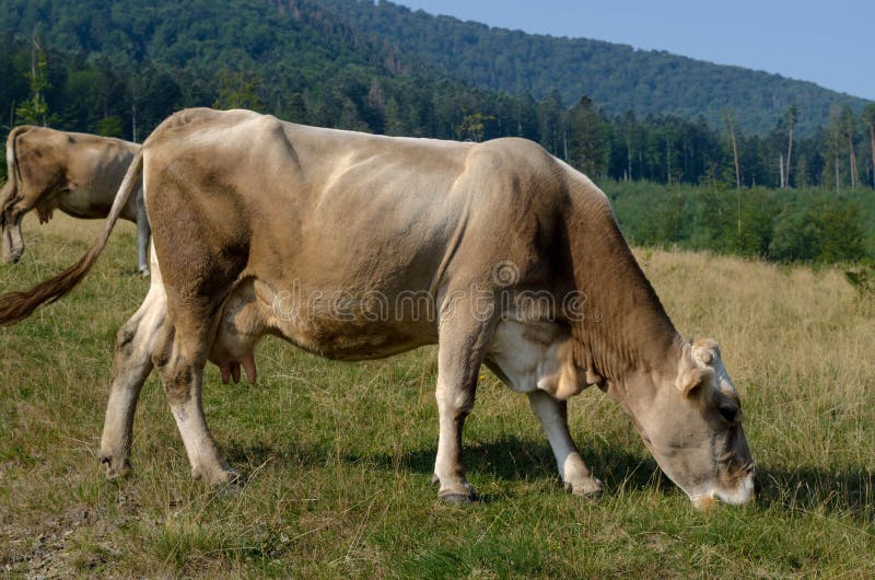 Cow on the meadow stock photo. Image of bovine, close - 57178304