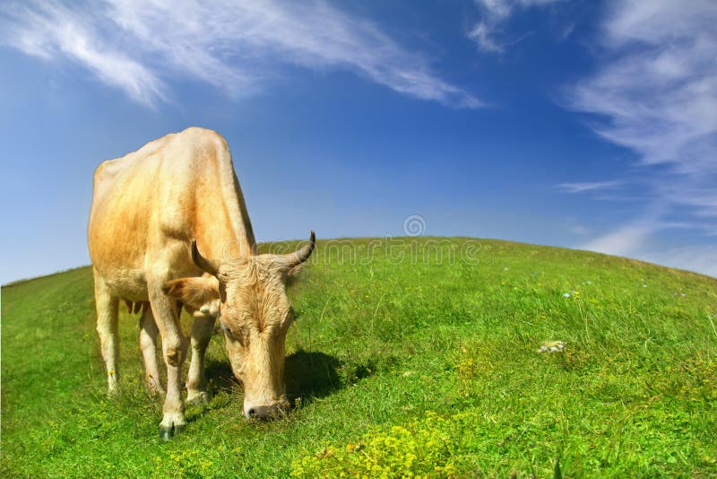 Cow on meadow stock photo. Image of nonurban, domestic - 35747568