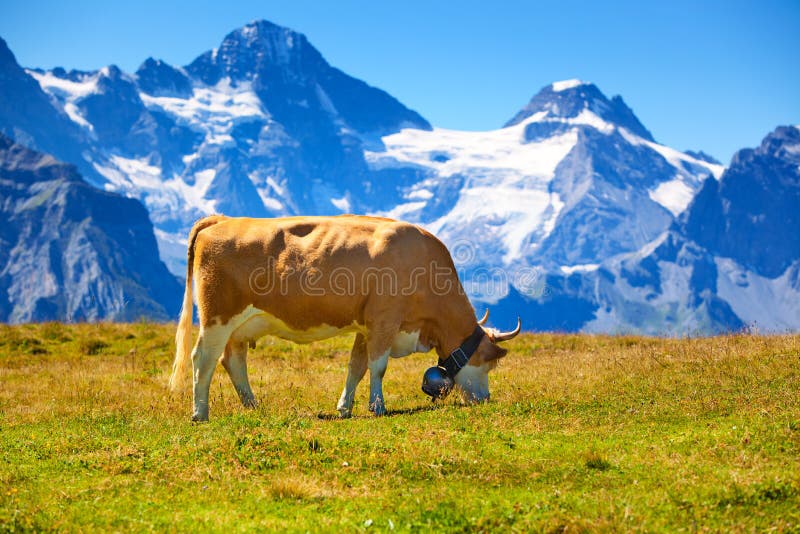 Cow on meadow stock image. Image of summer, feeding, green - 31133093