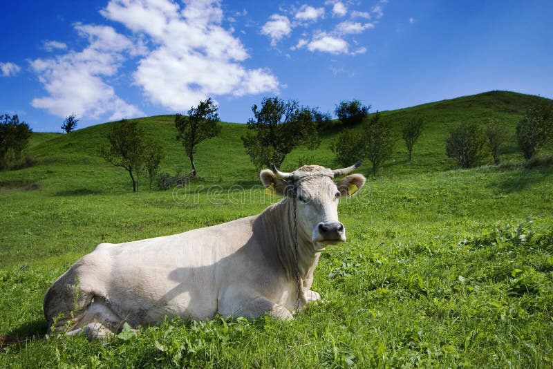 Cow and meadow large stock image. Image of horn, muzzle - 238031