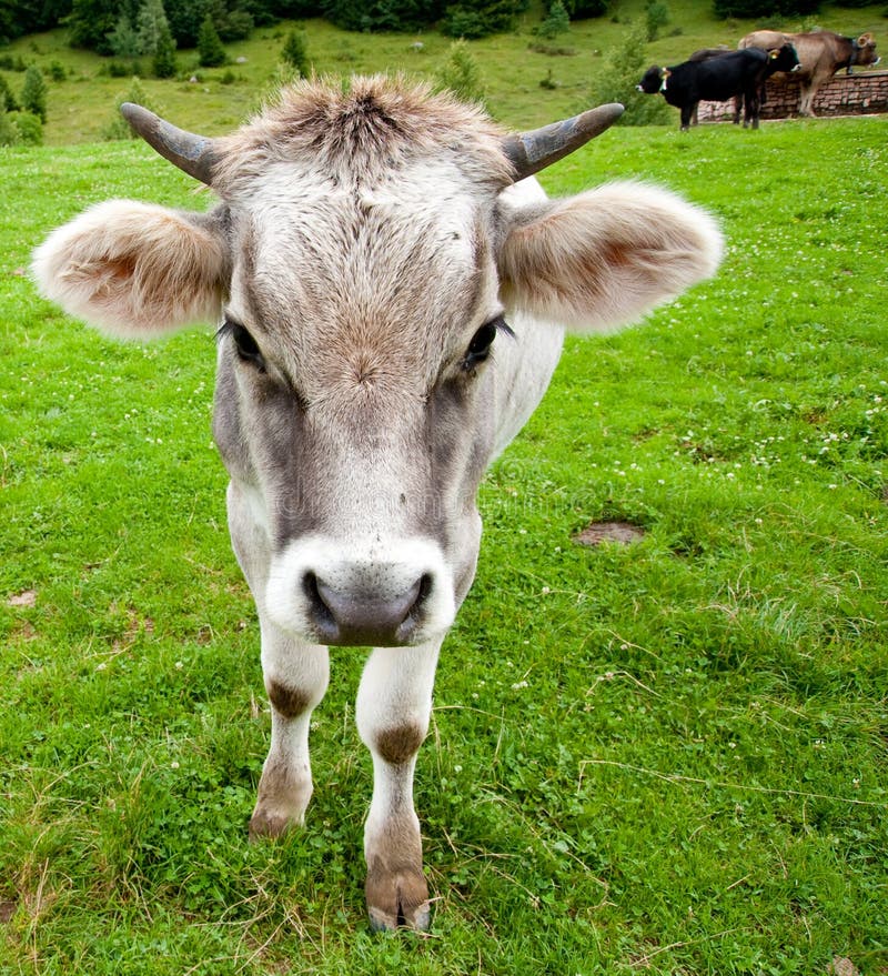 Cow on meadow stock image. Image of land, landscape, animals - 41339773