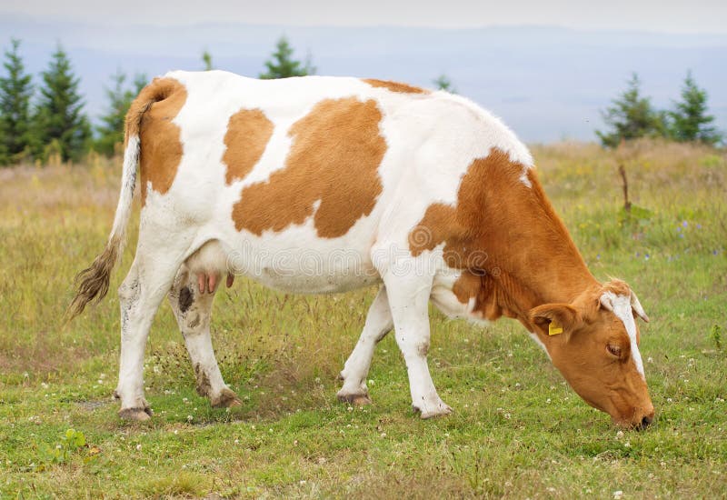 Cow in meadow stock image. Image of shot, pasture, grazing - 43840203