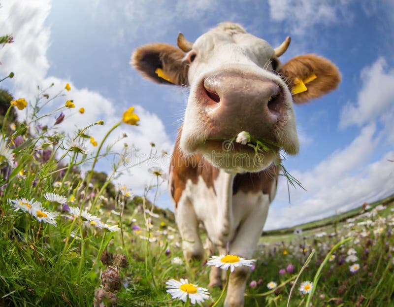 Cow on the Meadow with Wildflowers, Close Up, Fisheye Effect Stock ... Cow on the Meadow with Wildflowers, Close Up, Fisheye Effect Stock ...