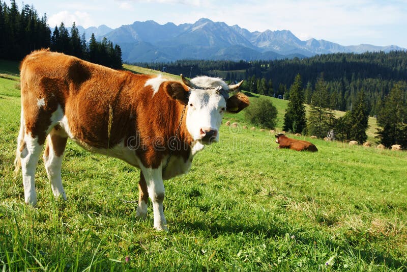 Polish cow stock photo. Image of flies, flowers, mammal - 14983222