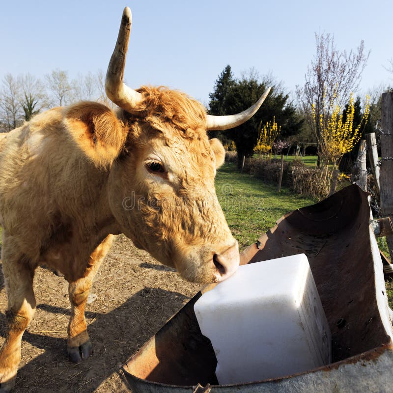 Cow meat stock image. Image of sunbathing, agriculture - 24140745