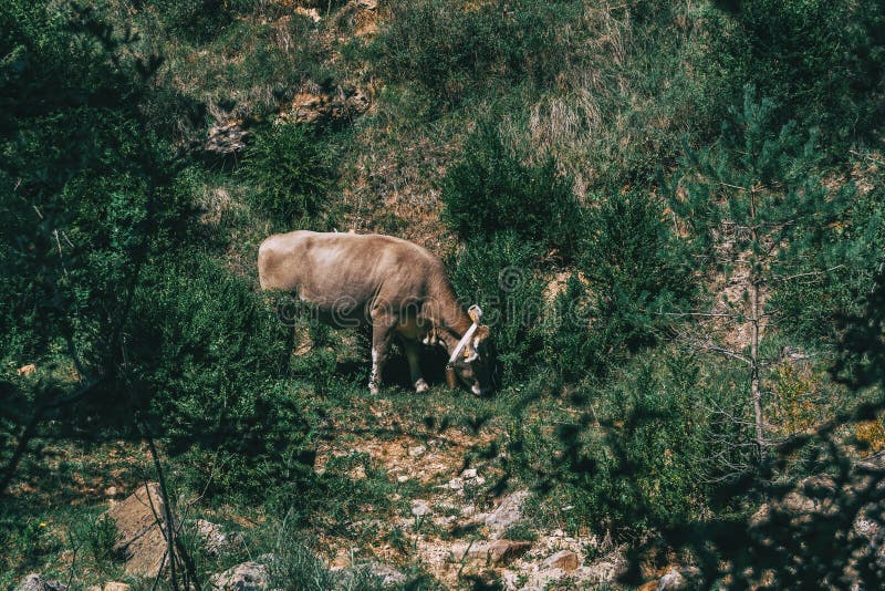 A Cow in the Middle of the Field Editorial Photo - Image of horned ...