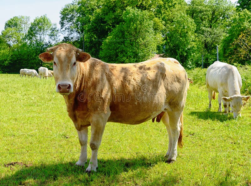 Cow in the Middle of a Meadow Stock Image - Image of natural, middle ...