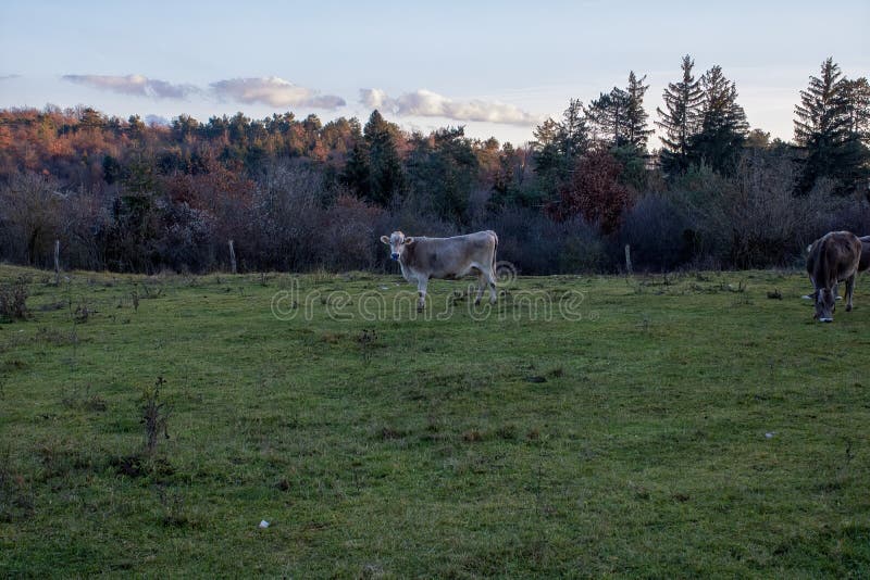 A Cow in the Middle of a Meadow Stock Image - Image of rural, dairy ...