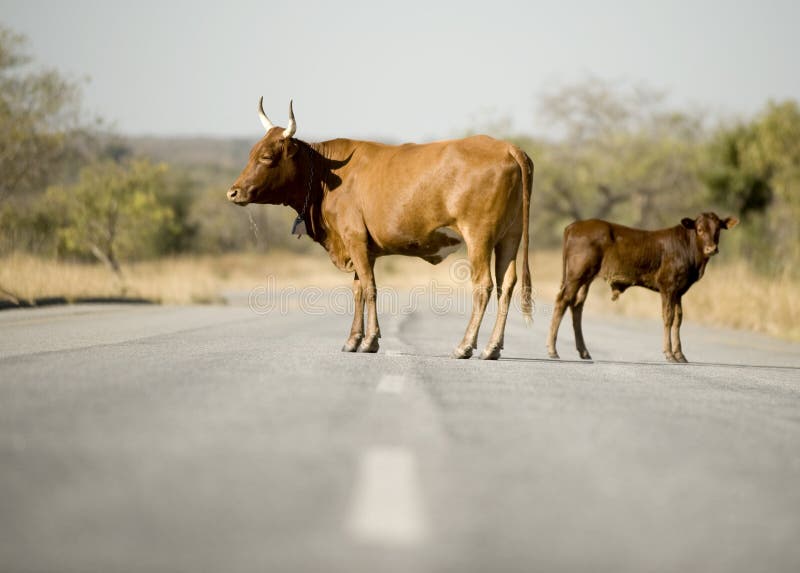 Cow on the Middle of the Road Stock Photo - Image of africa, heat: 6004534