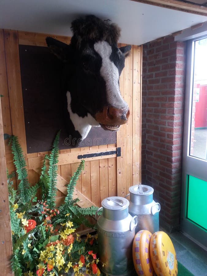 Cow udder stock image. Image of domestic, food, agriculture - 13008069