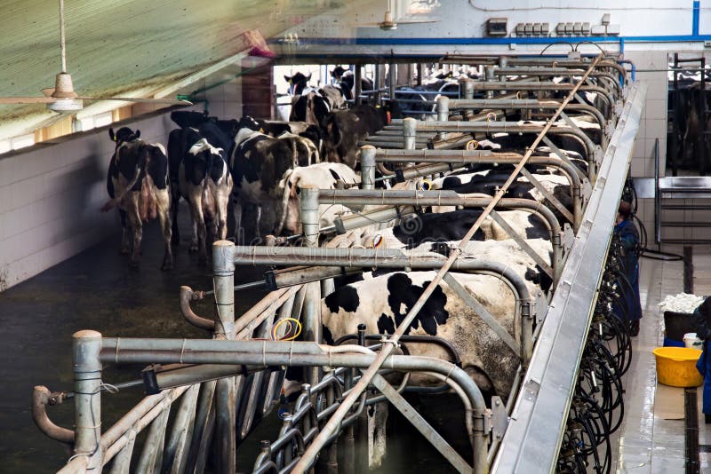 Cow Milking Automatic System. Stock Image - Image of connect, dark ...