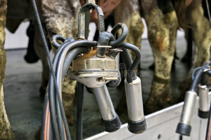 Cow Milking Automatic System. Stock Photo - Image of metal, black: 90006406