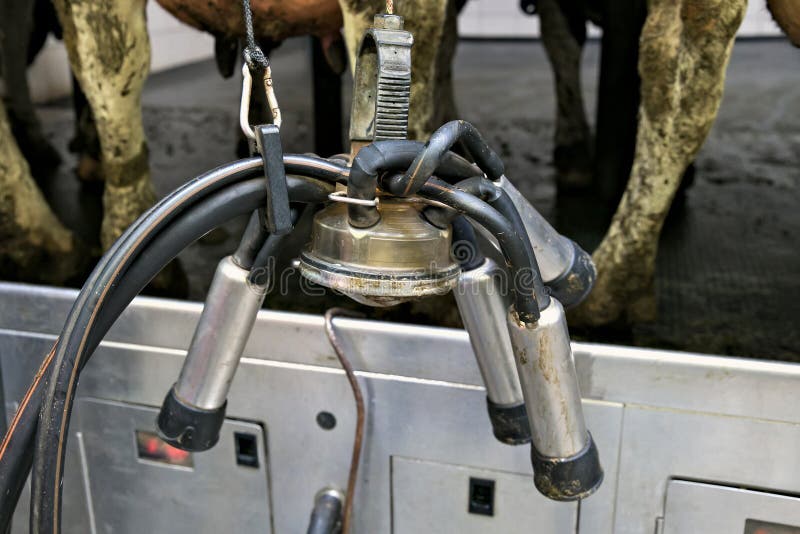 Cow Milking Automatic System. Stock Image - Image of farming, industry ...