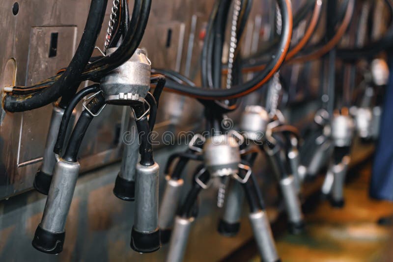 Cow Milking Machine in a Cow Farm Stock Photo - Image of factory ...