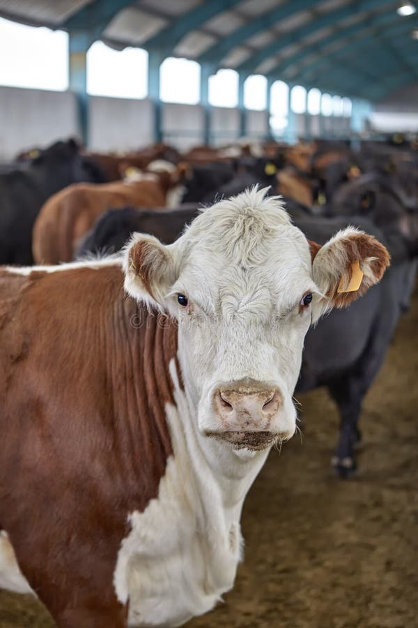 Cow in moden farm stock photo. Image of cattle, breed - 157150268