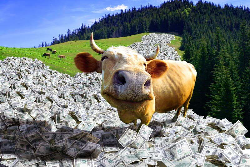 Cow is in a money stock image. Image of gamble, green - 6981309