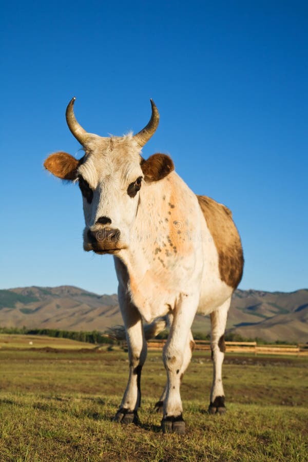 Cow Mongolia Asia stock photo. Image of central, mongol - 7774650