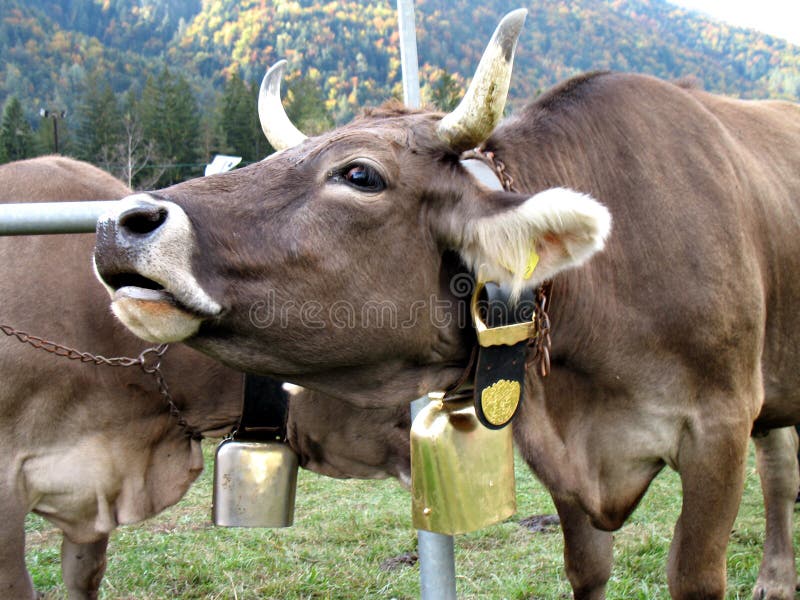 Cow Moo Picture. Image: 3330790