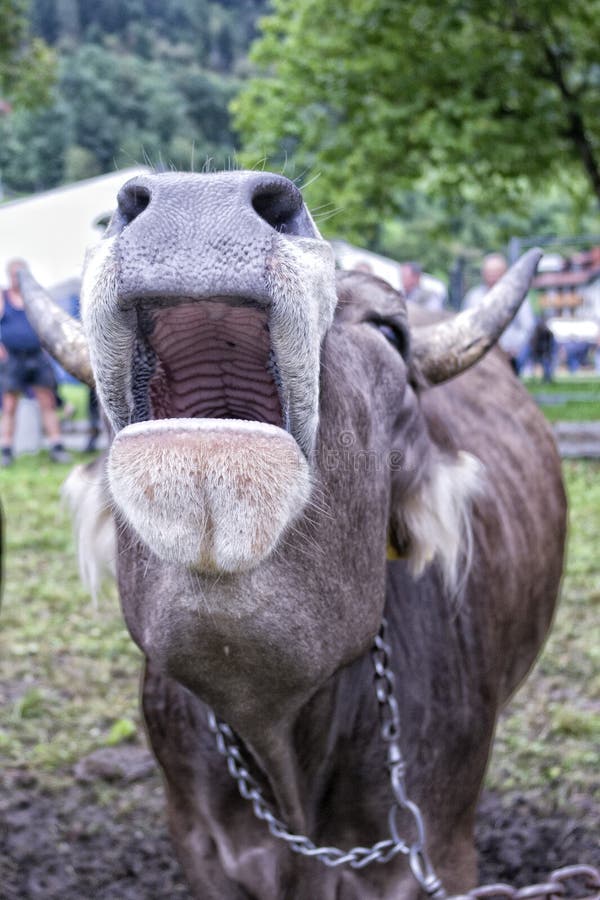 Cow moo stock image. Image of bull, funny, herd, farm - 44319797