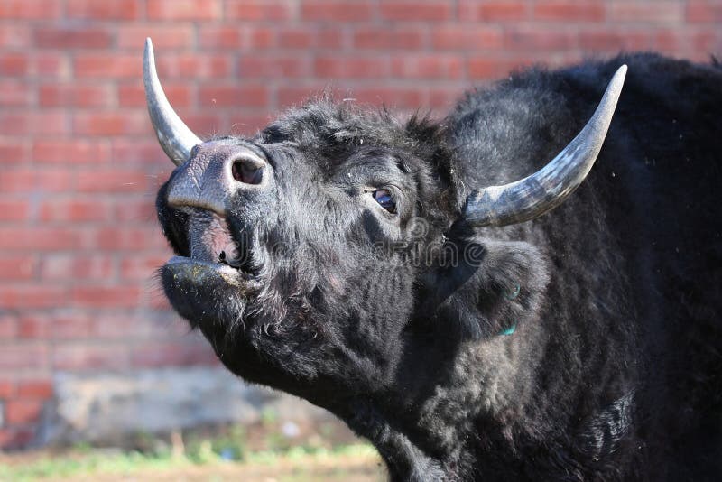 Cow Mooing stock photo. Image of agriculture, mammal - 10488902