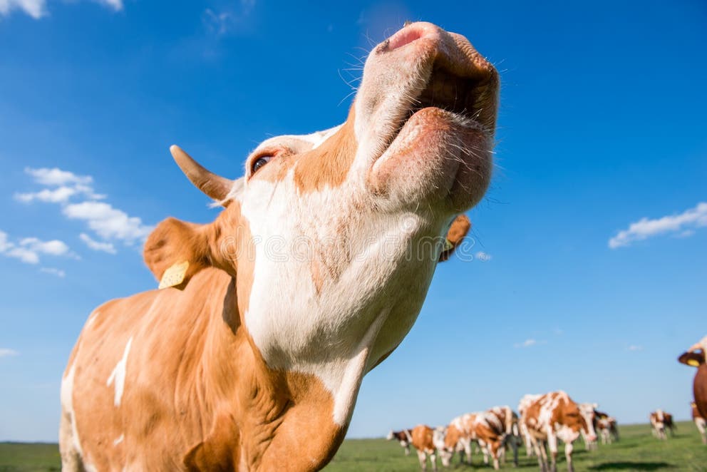 Cow mooing stock photo. Image of agriculture, landscape - 55853912