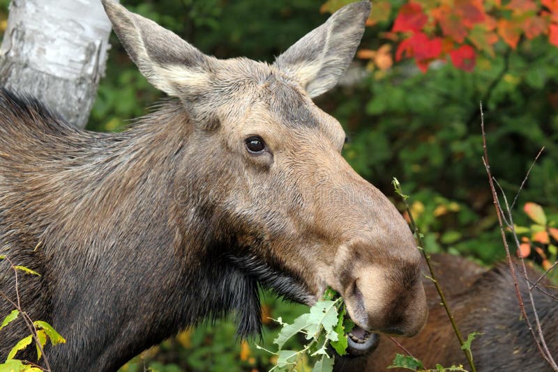 Cow Moose stock image. Image of moose, provincial, hoofed - 16517117