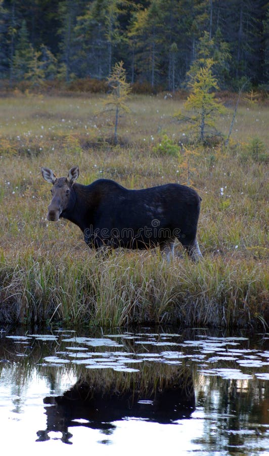 Cow moose stock image. Image of diurnal, canada, america - 27257921
