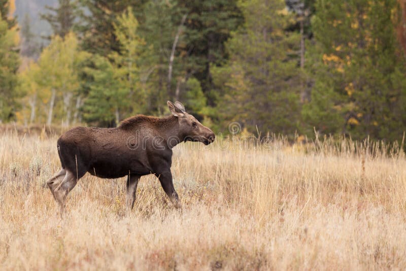Cow Moose in Fall stock image. Image of outdoors, mammal - 61142755