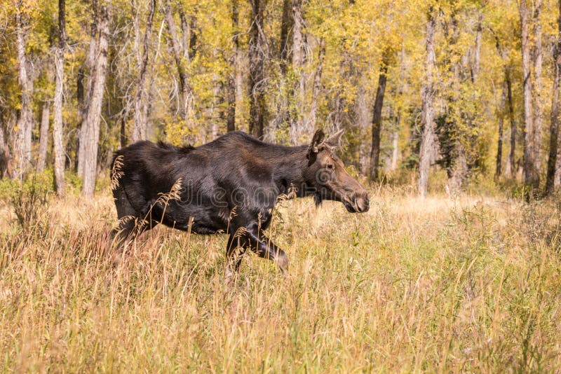 Cow Moose in Fall stock photo. Image of park, wild, moose - 103669642