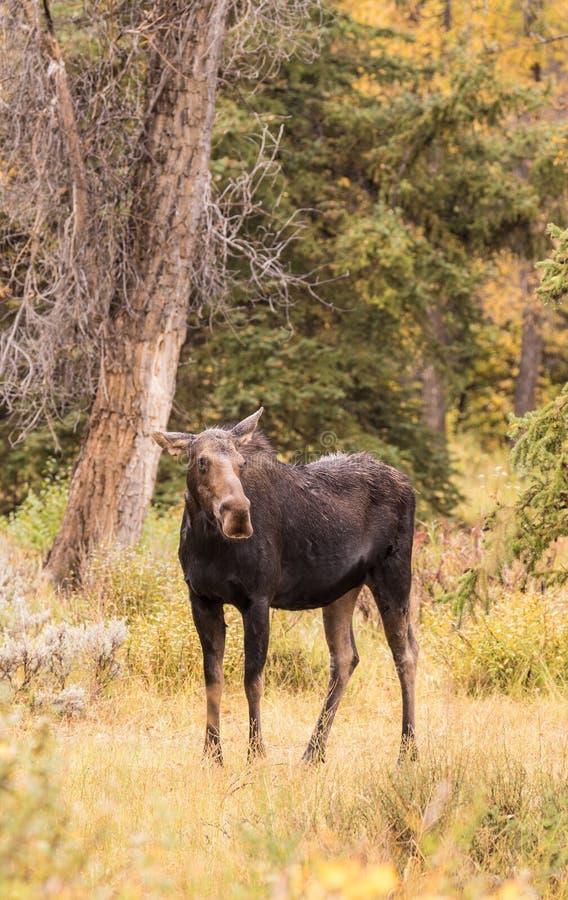 Cow Moose in Meadow Fall stock image. Image of moose - 61143047