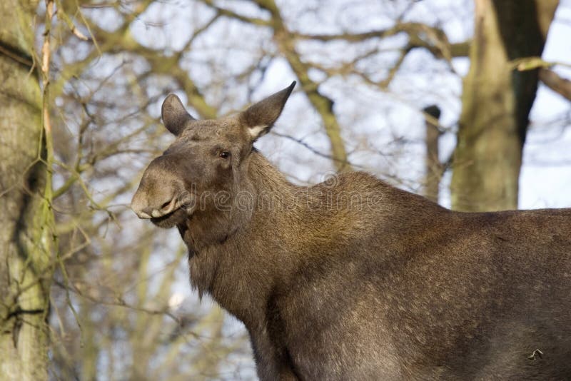 Moose Side View stock photo. Image of ugly, wild, field - 1133490