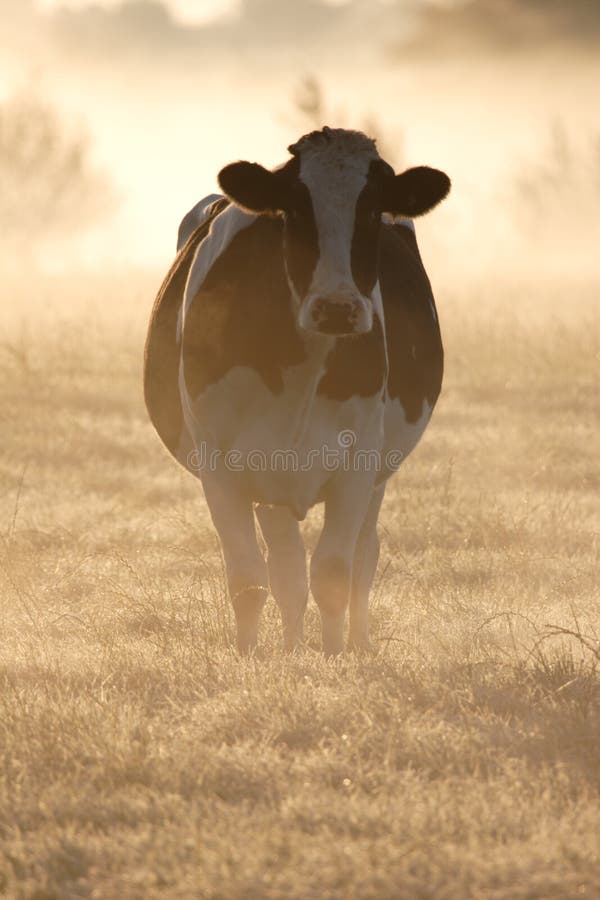 Cow in Morning Frosty Mist. Stock Photo - Image of dairy, farm: 3415616