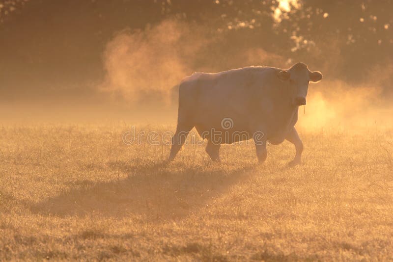 Cow in Morning Frosty Mist. Stock Photo - Image of winter, nature: 3415682