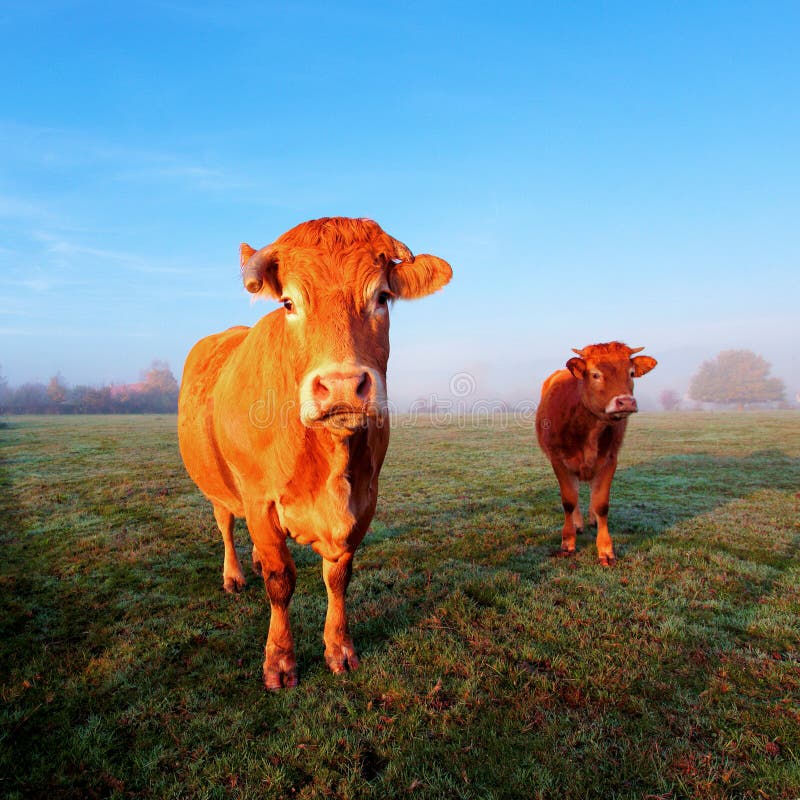 Cow in morning sunlight stock photo. Image of background - 32087790