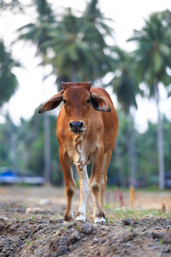Cow stock image. Image of cattle, dairy, milk, beef, farming - 67813189