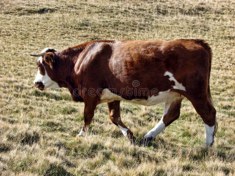 Brown big cow stock image. Image of alps, mammal, brown - 111993015