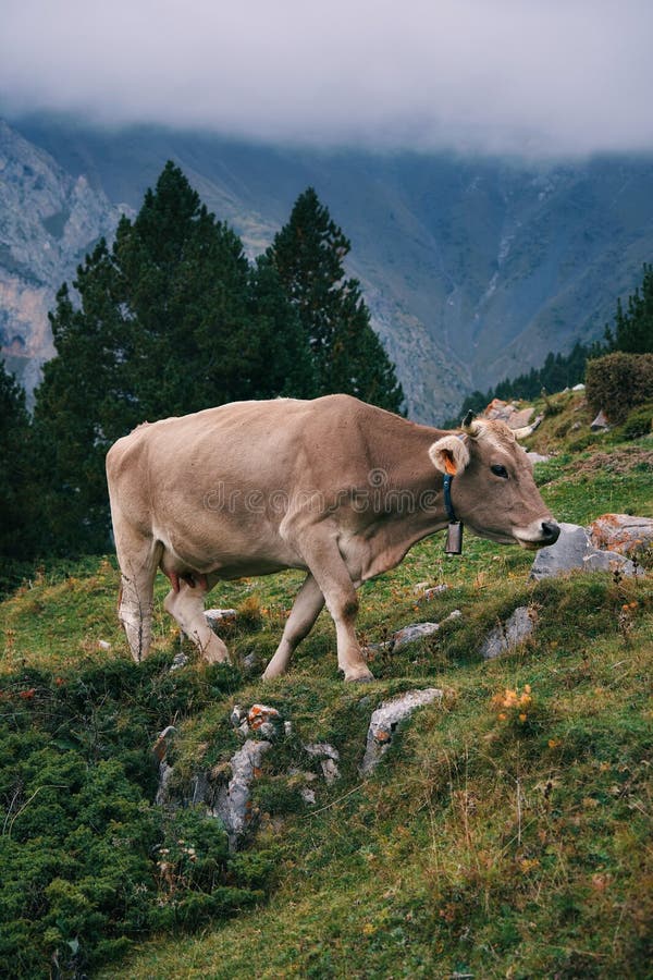 A cow on the mountain stock image. Image of mammal, wilderness - 273323743