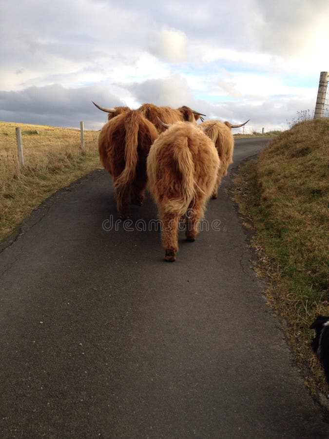 Cow Moving editorial photo. Image of moving, field, highlanders - 66536186