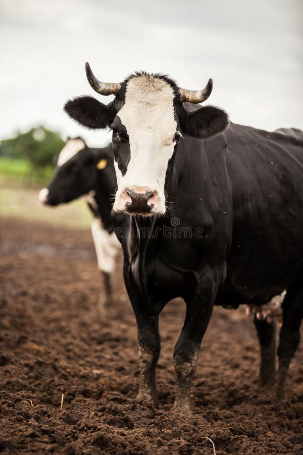 Photograpf of a Cow on a Muddy Field on a Dairy Farm. Stock Image ...