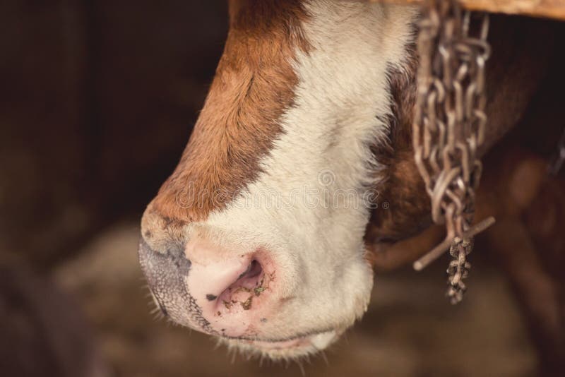 Cow Muzzle Visible from the Stable Stock Photo - Image of livestock ...