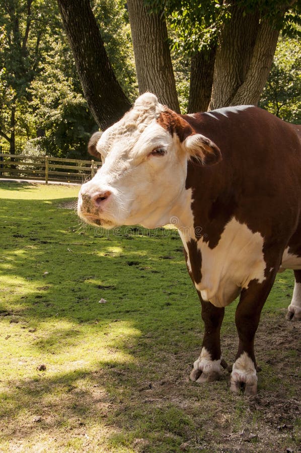 Cow stock image. Image of milk, agriculture, hoofed, food - 58006307