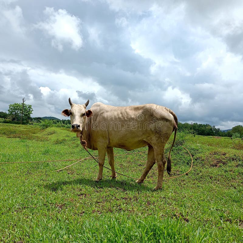 Cow Natural Beauty Odisha Image Stock Image - Image of natural, odisha ...