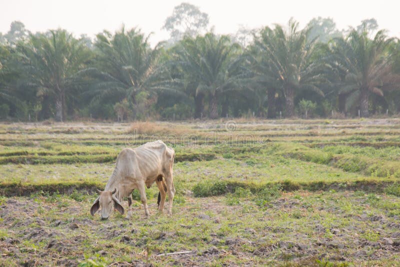 Cow in Natural Field, Animals in Freedom, Environment Stock Photo ...