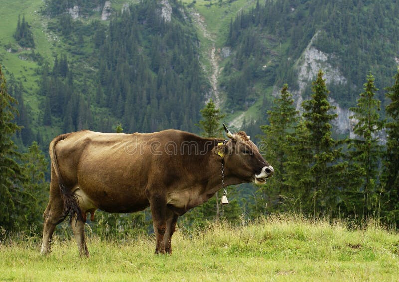 Cow in nature stock image. Image of single, bovine, blur - 18151273
