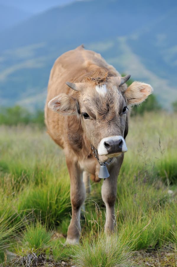 Cow in nature stock photo. Image of countryside, blue - 42932618