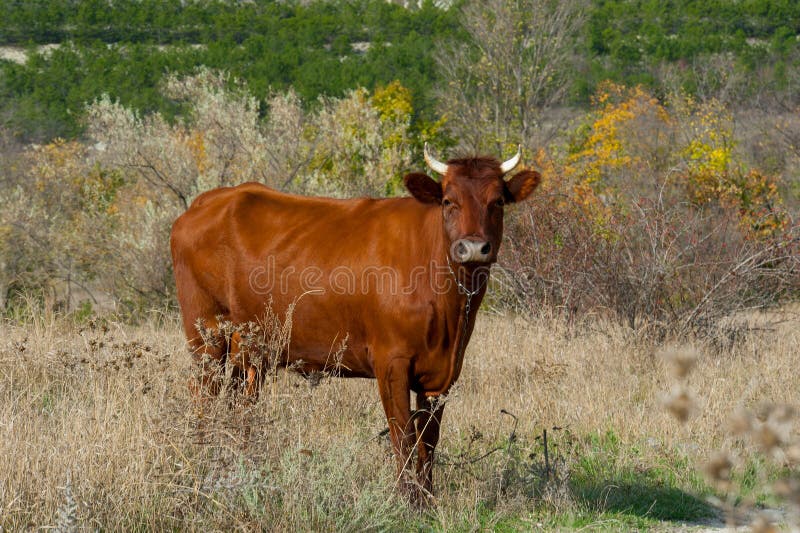 The cow is in nature. stock photo. Image of milk, landscape - 120084112