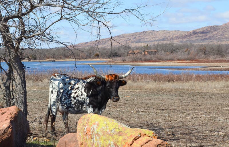 Cow, nature, oklahoma stock photo. Image of countryside - 104691726