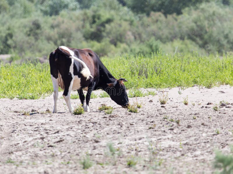 Cow in nature stock image. Image of breeding, meadow - 109924601